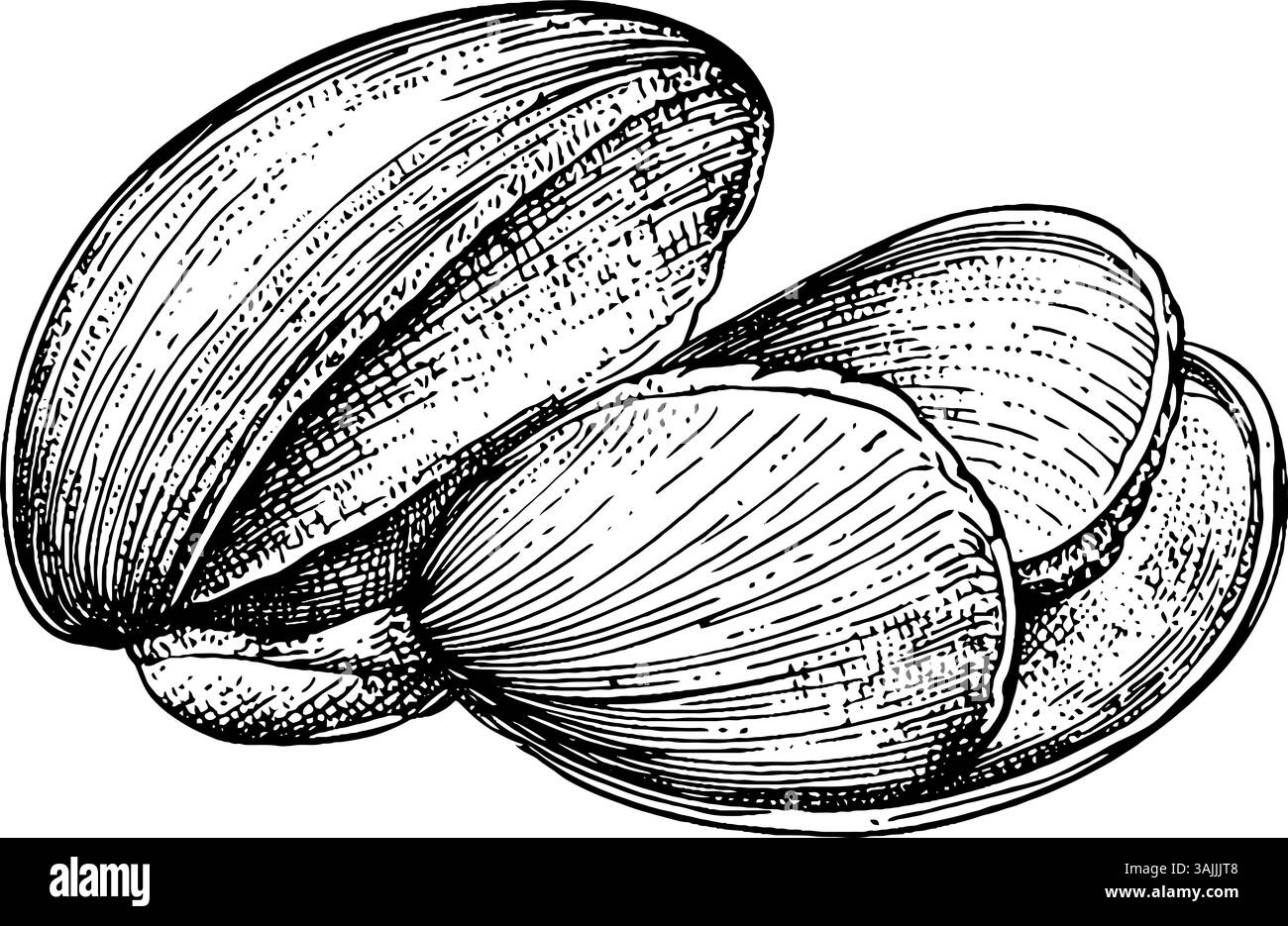 A detailed illustration of clams, showcasing their shells in an open ...