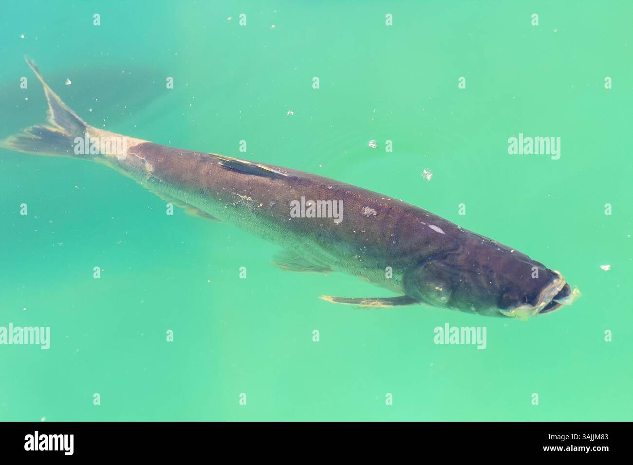 Fish carp swims on hi-res stock photography and images - Alamy