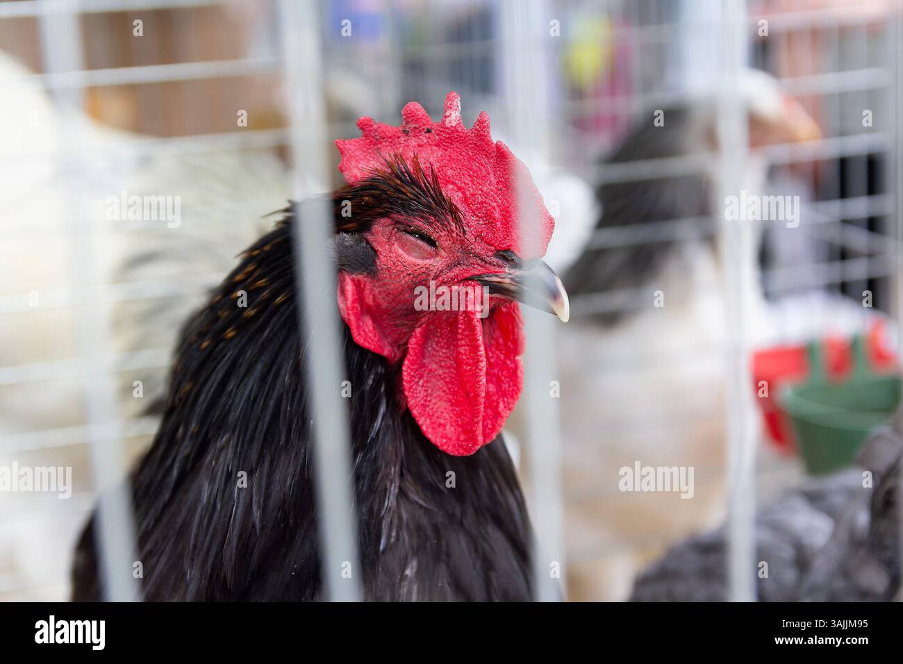 Beautiful Australorp chicken in the farmer market. Birds Stock Photo ...