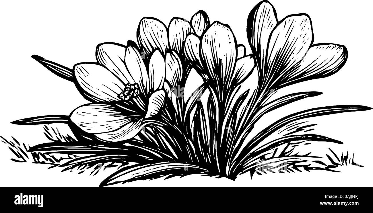 A detailed black and white illustration of a cluster of crocus flowers ...