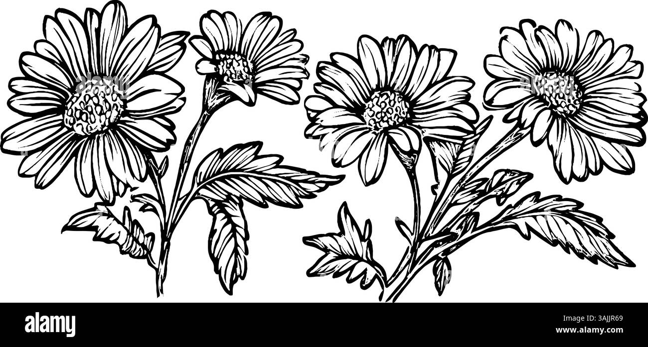 A detailed black and white illustration of four daisy flowers with ...
