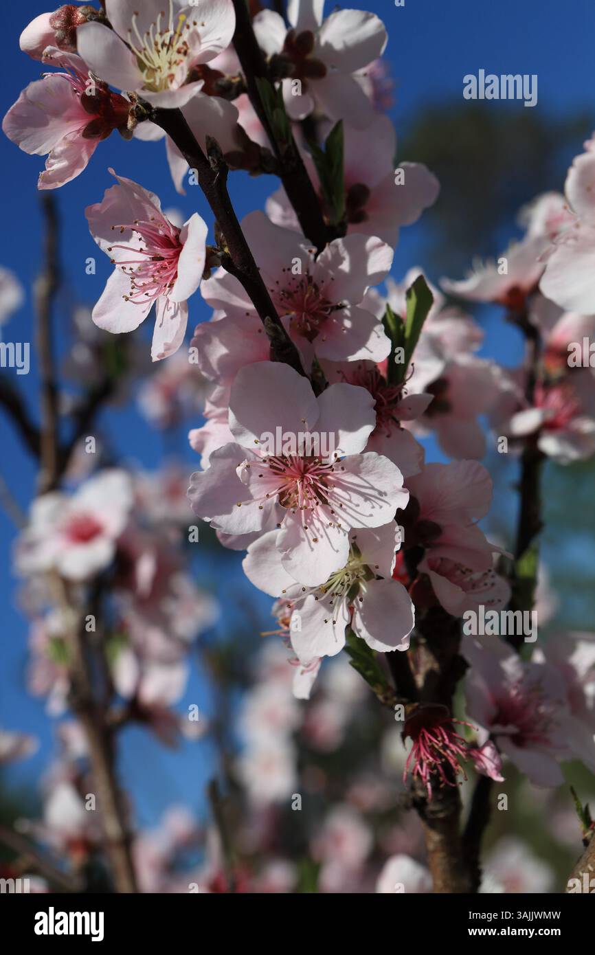 Peach blossoms, identifiable by their delicate pink petals and deep ...
