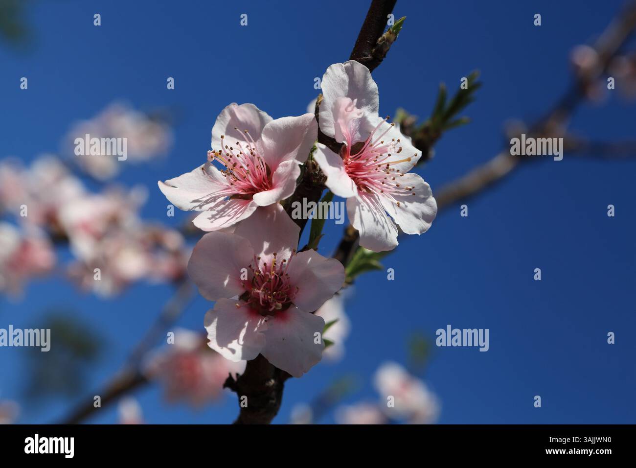 Peach blossoms, identifiable by their delicate pink petals and deep ...