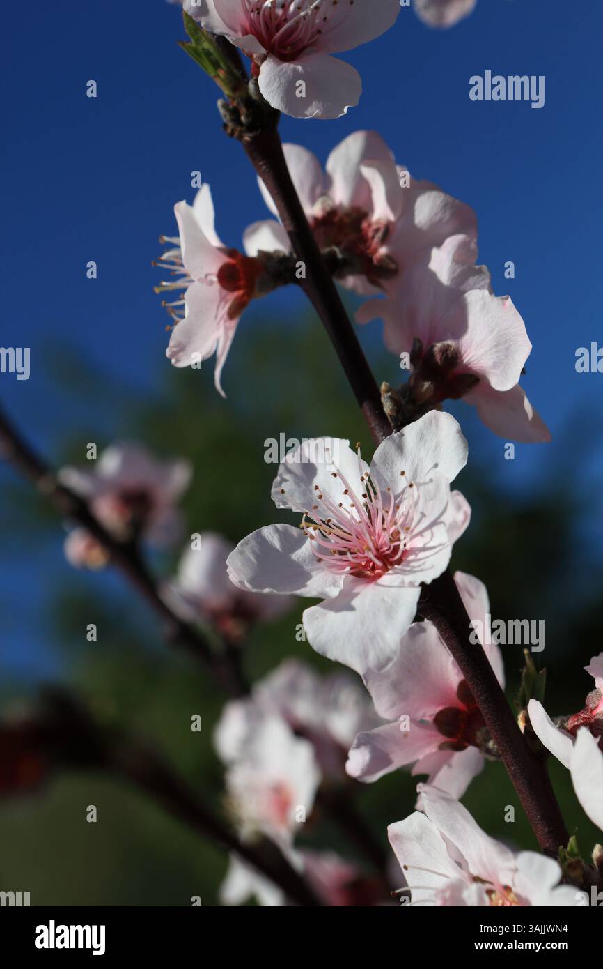 Peach blossoms, identifiable by their delicate pink petals and deep ...