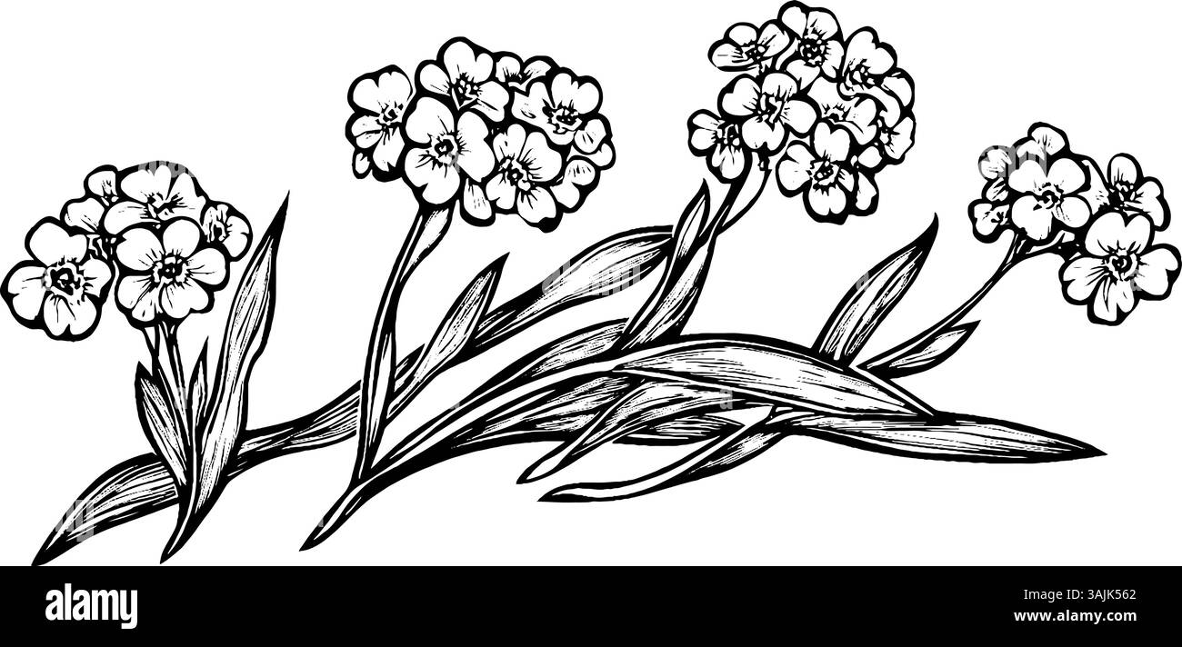 Plants intricate clusters of small Stock Vector Images - Alamy