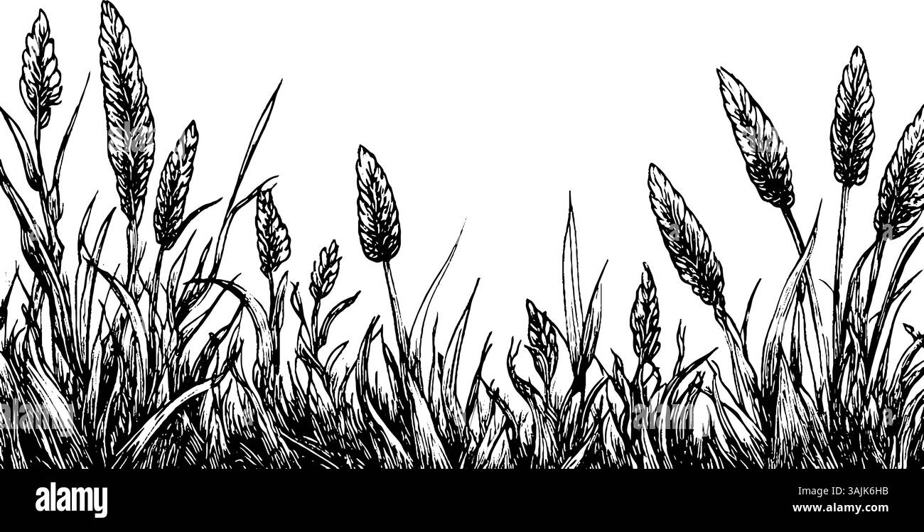 Tall corn crop plants Black and White Stock Photos & Images - Alamy