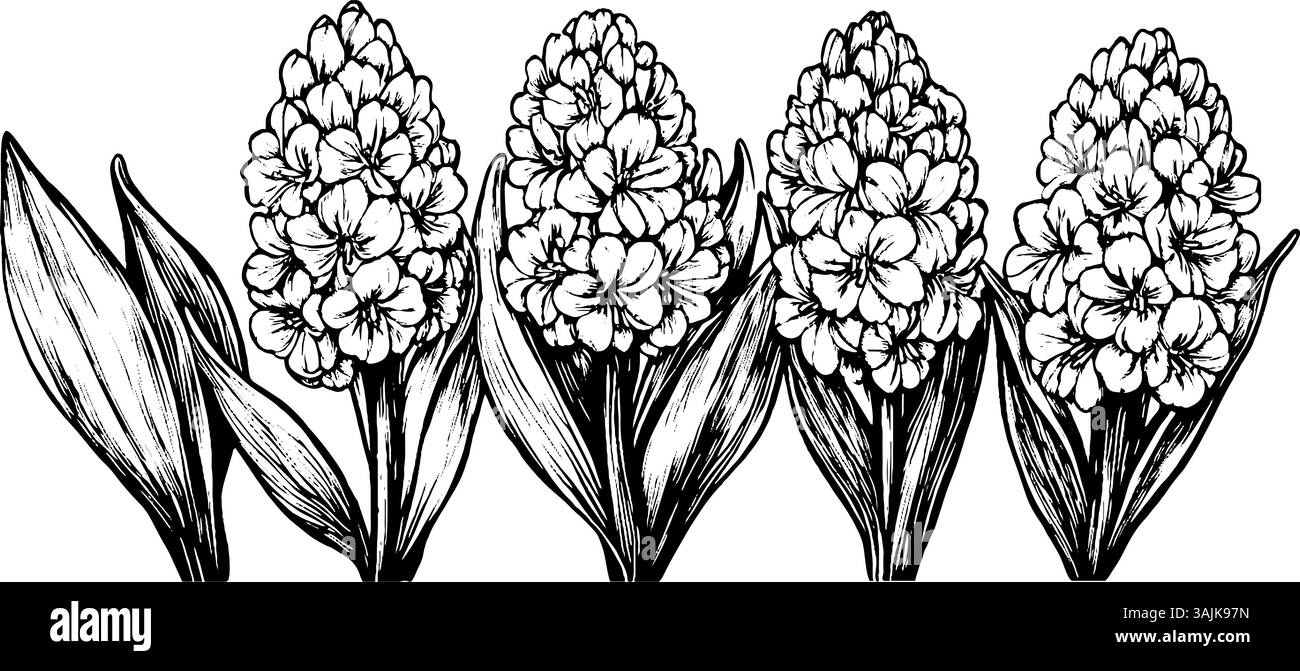 A detailed black and white illustration of multiple clusters of flowers ...