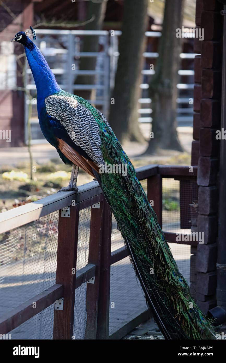 Vertical portrait of a full-length peacock perched on a fence with its ...
