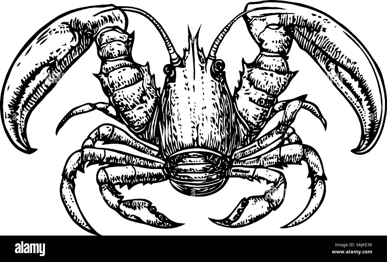A detailed illustration of a lobster, showcasing its claws and ...