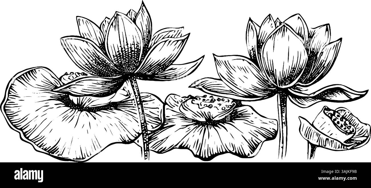Various intricate plants Stock Vector Images - Alamy