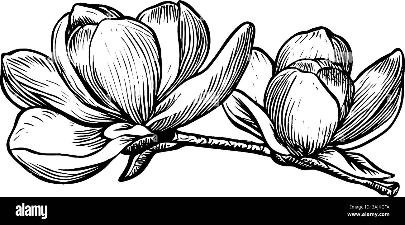 A detailed illustration of two magnolia flowers on a branch, showcasing ...