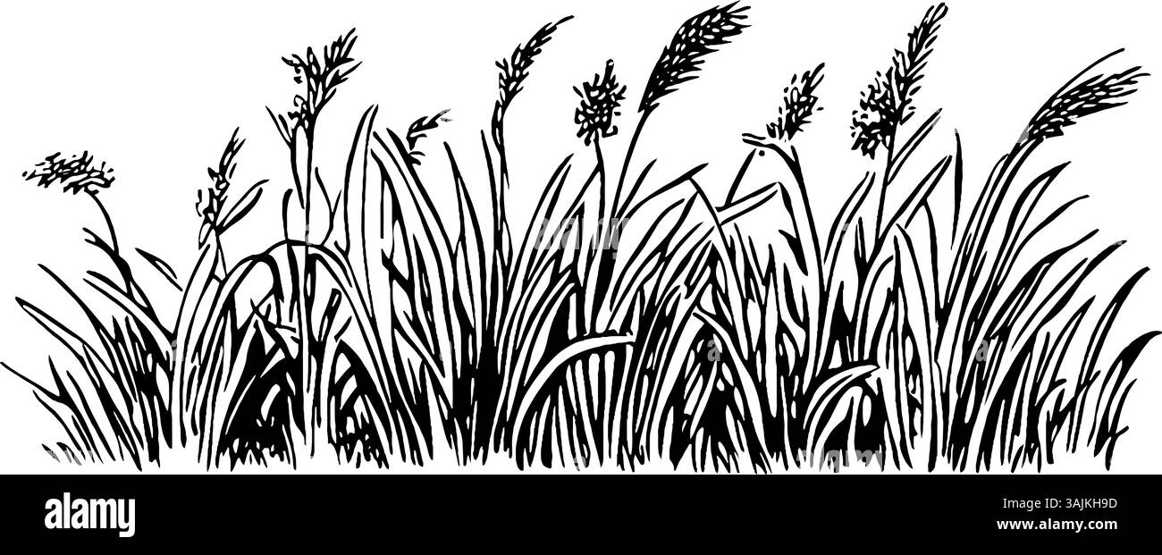 A detailed black and white illustration of tall grass and reeds ...