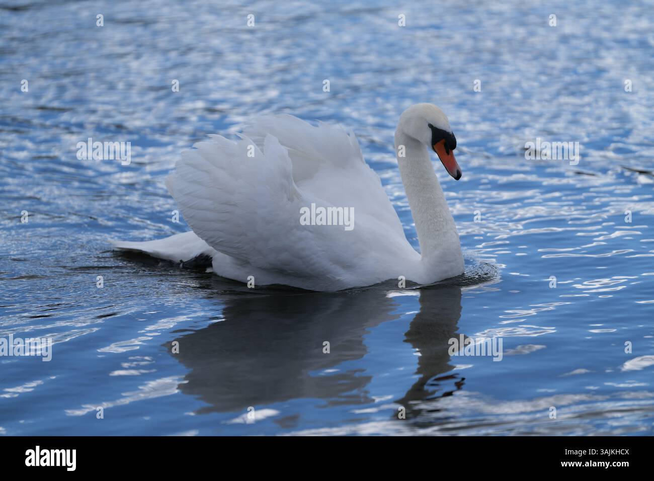 Swan lake royal ballet hi-res stock photography and images - Alamy