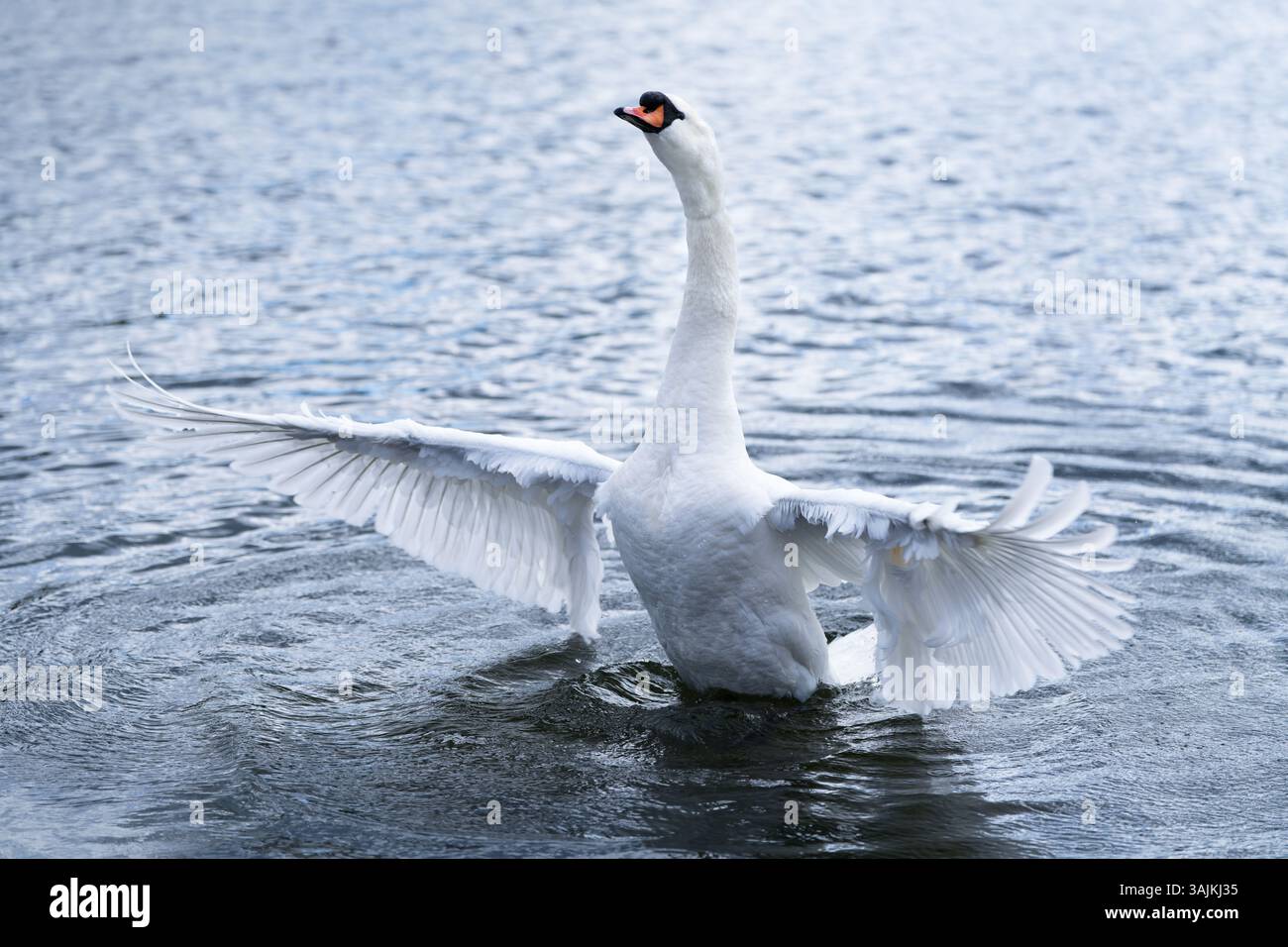 Swan habitat image bird hi-res stock photography and images - Alamy