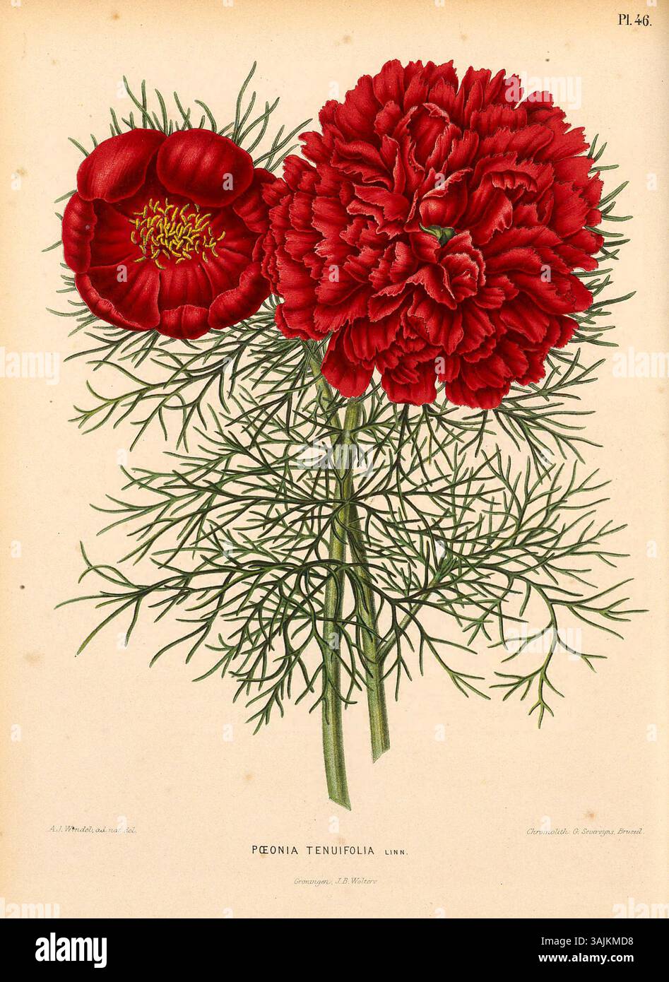 *Paeonia tenuifolia* from *Flora: afbeeldingen en beschrijvingen van ...