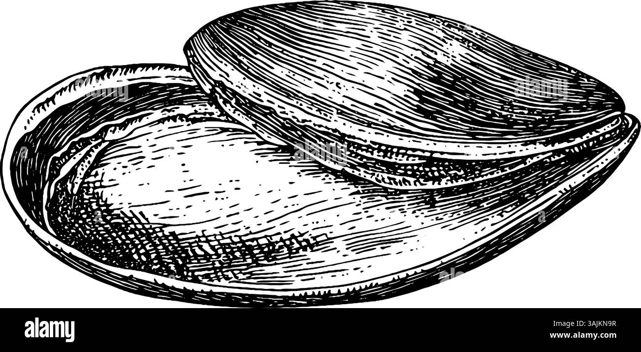 An illustration of a clam shell, showcasing its open and closed ...