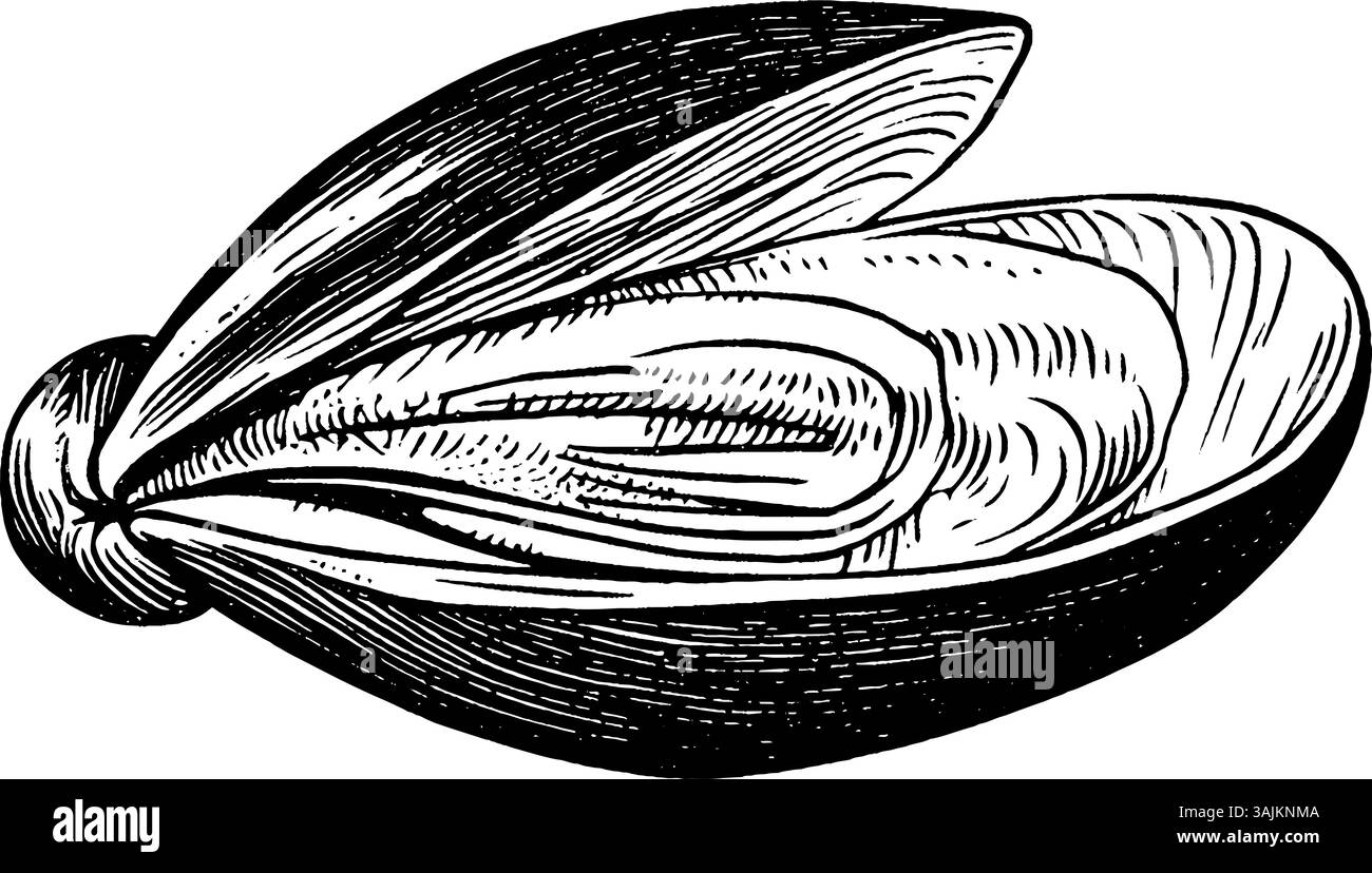 Mollusks Black and White Stock Photos & Images - Alamy