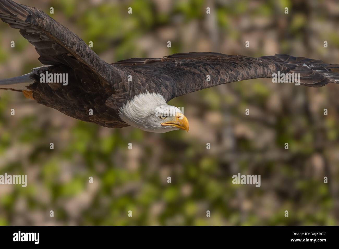A bald eagle (Haliaeetus leucocephalus) is flying in the mountain ...