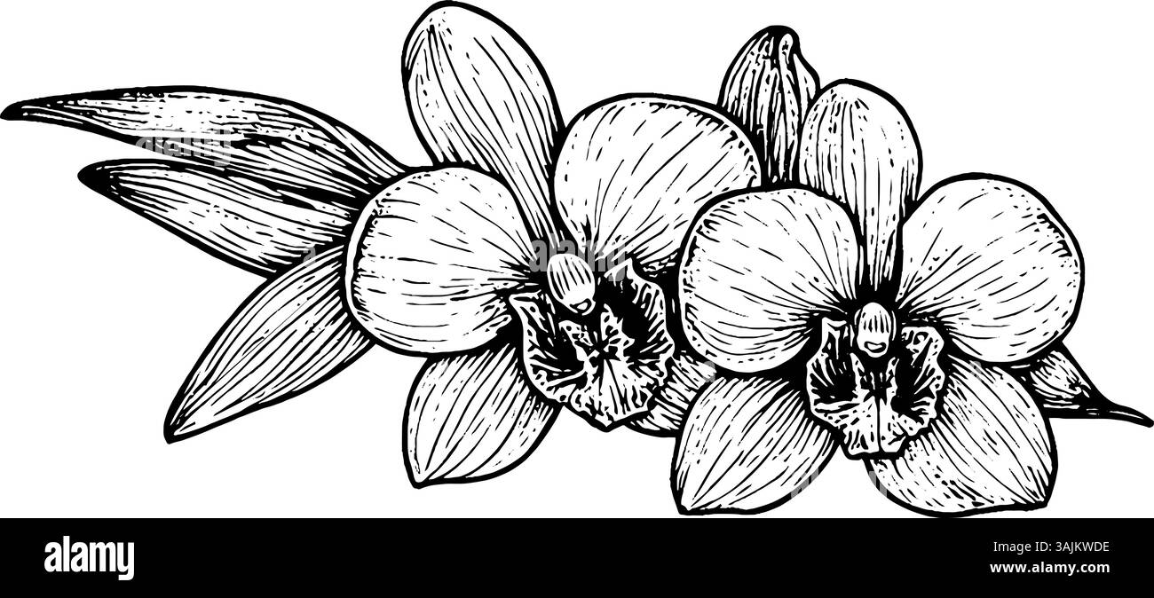 A detailed black and white illustration of two orchids with leaves ...