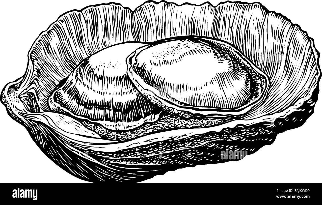 A detailed illustration of a scallop shell with two scallops inside ...