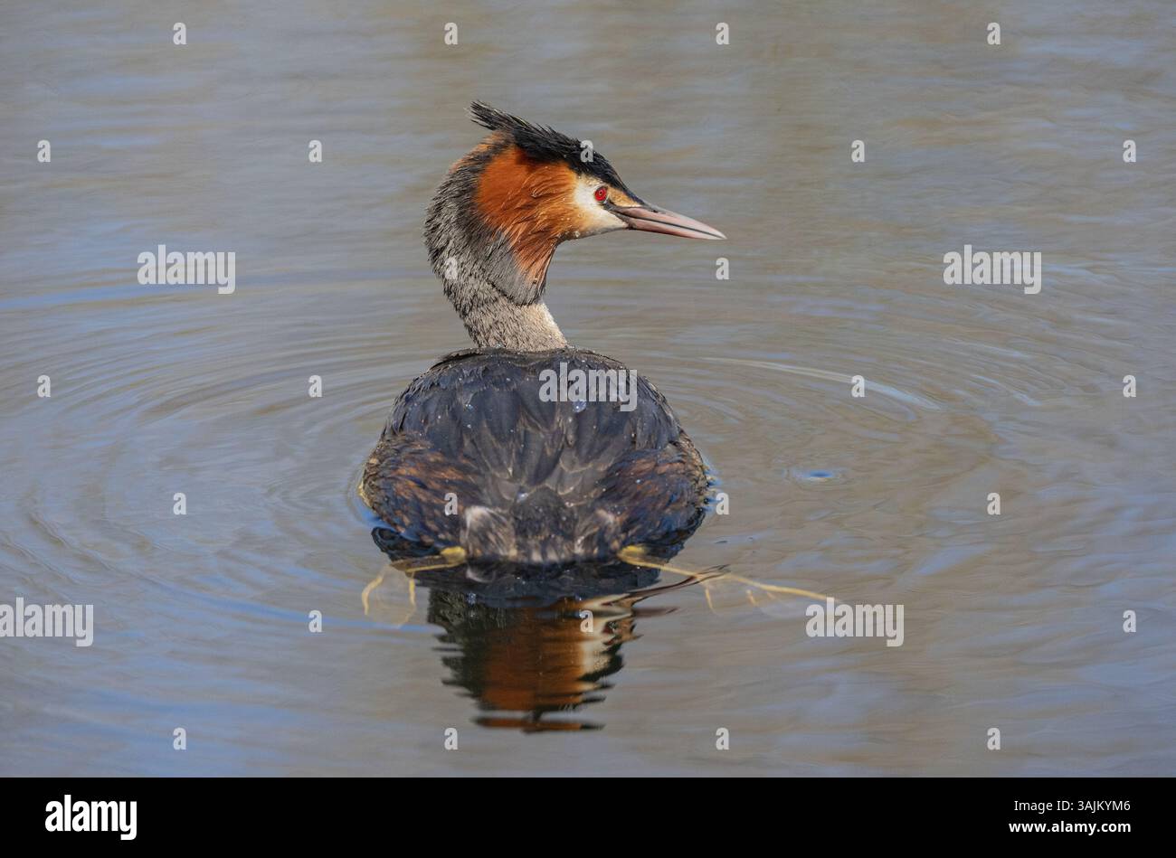 A detailed shot of a Great Crested Grebe (Podiceps cristatus ), showing ...