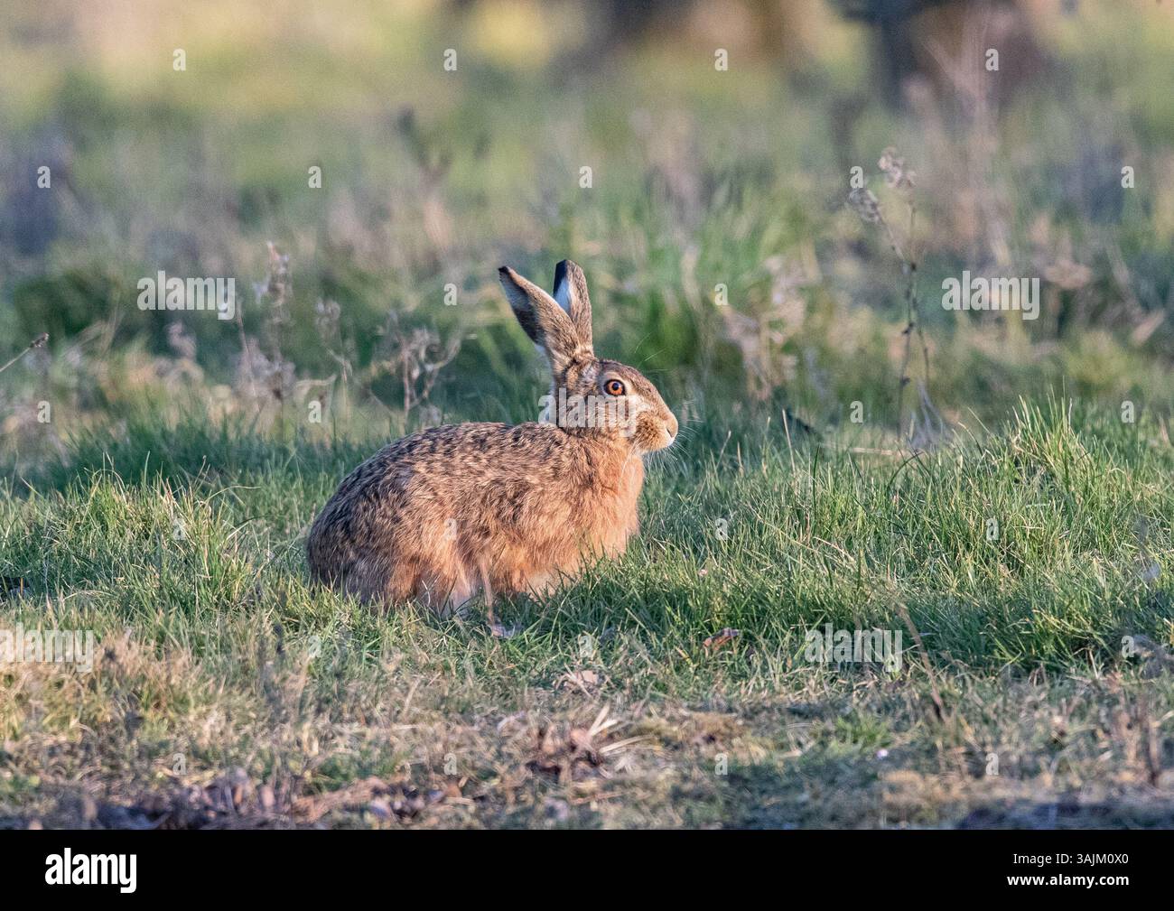 A close up detailed shot of a wild Brown Hare (Lepus europaeus ...