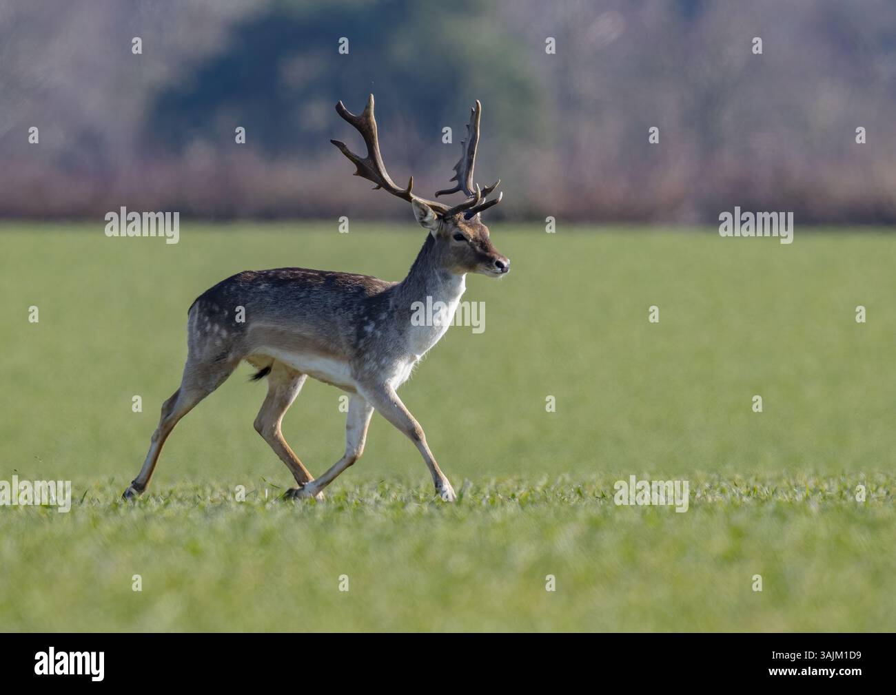 A beautiful spotted Fallow Deer Buck, (Dama dama) with full antlers ...