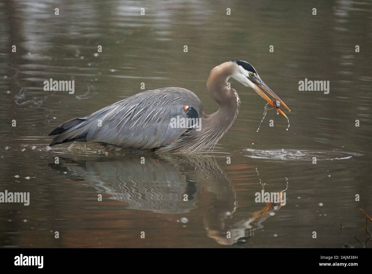 great blue heron (Ardea herodias), catching northern snakehead (Channa ...