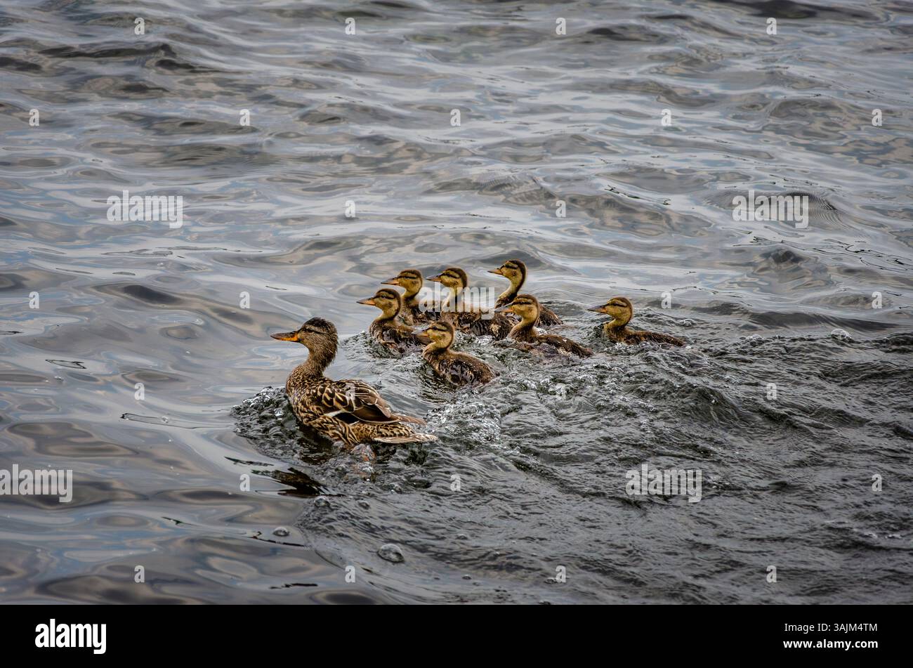 Mother Duck Swimming with Ducklings in lake Stock Photo - Alamy