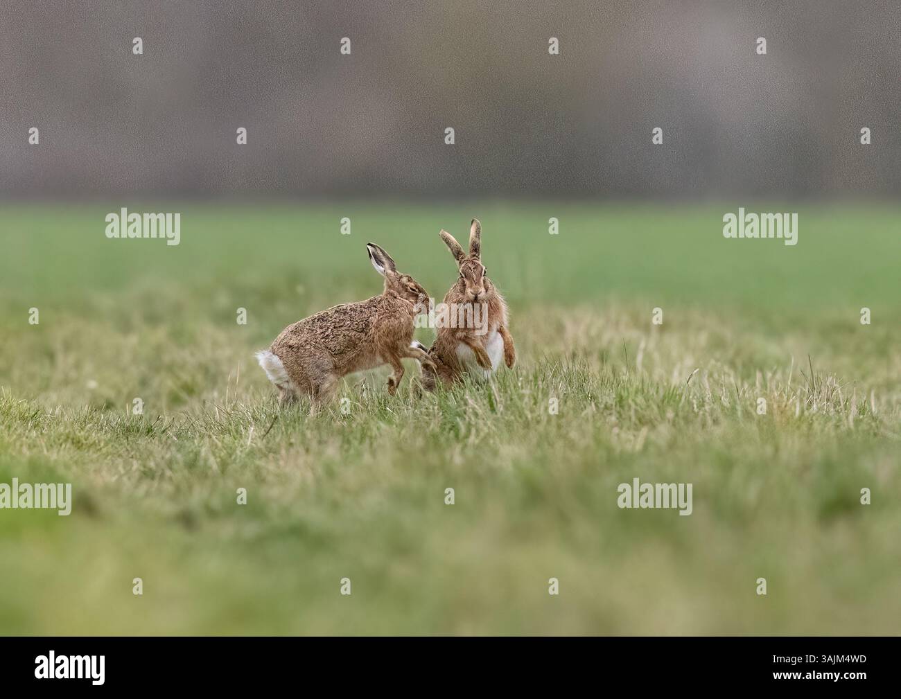 Two Brown Hares ( Lepus europaeus), Male and female, jumping and ...