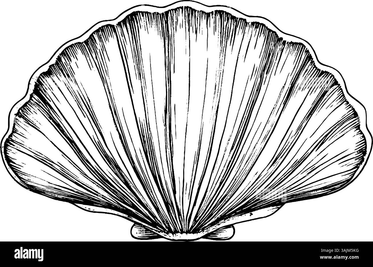 A detailed illustration of a scallop shell, showcasing its ridged ...