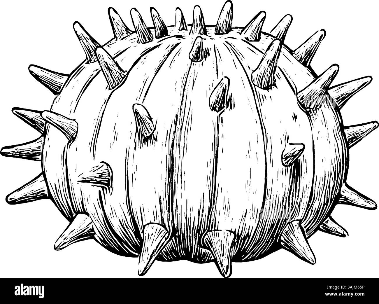A detailed illustration of a spiky sea urchin, showcasing its round ...