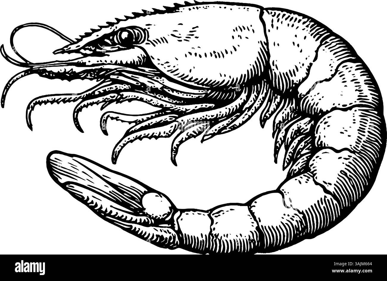 An intricately detailed illustration of a shrimp, showcasing its ...