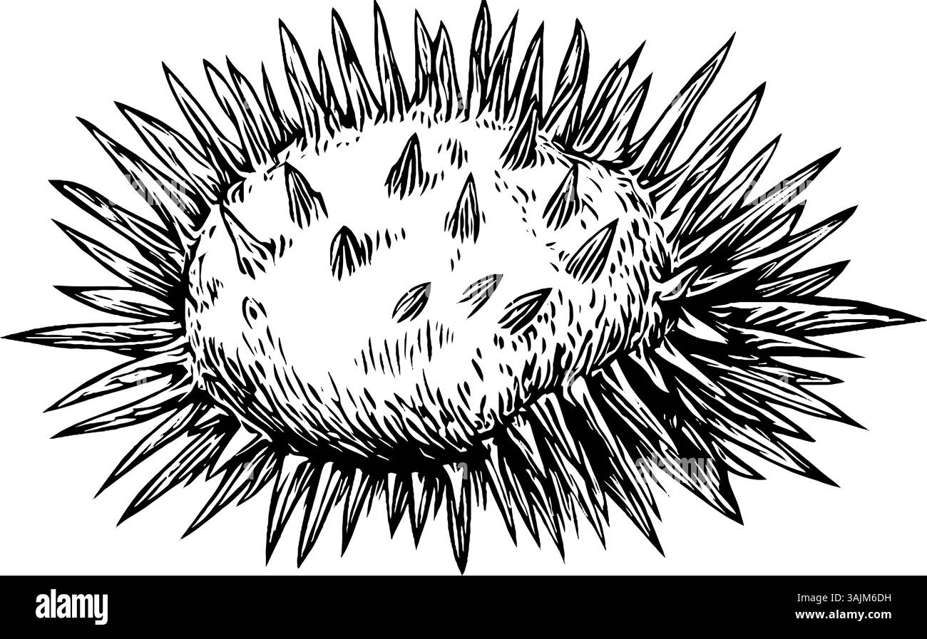 A detailed illustration of a spiky seed or fruit, showcasing its ...