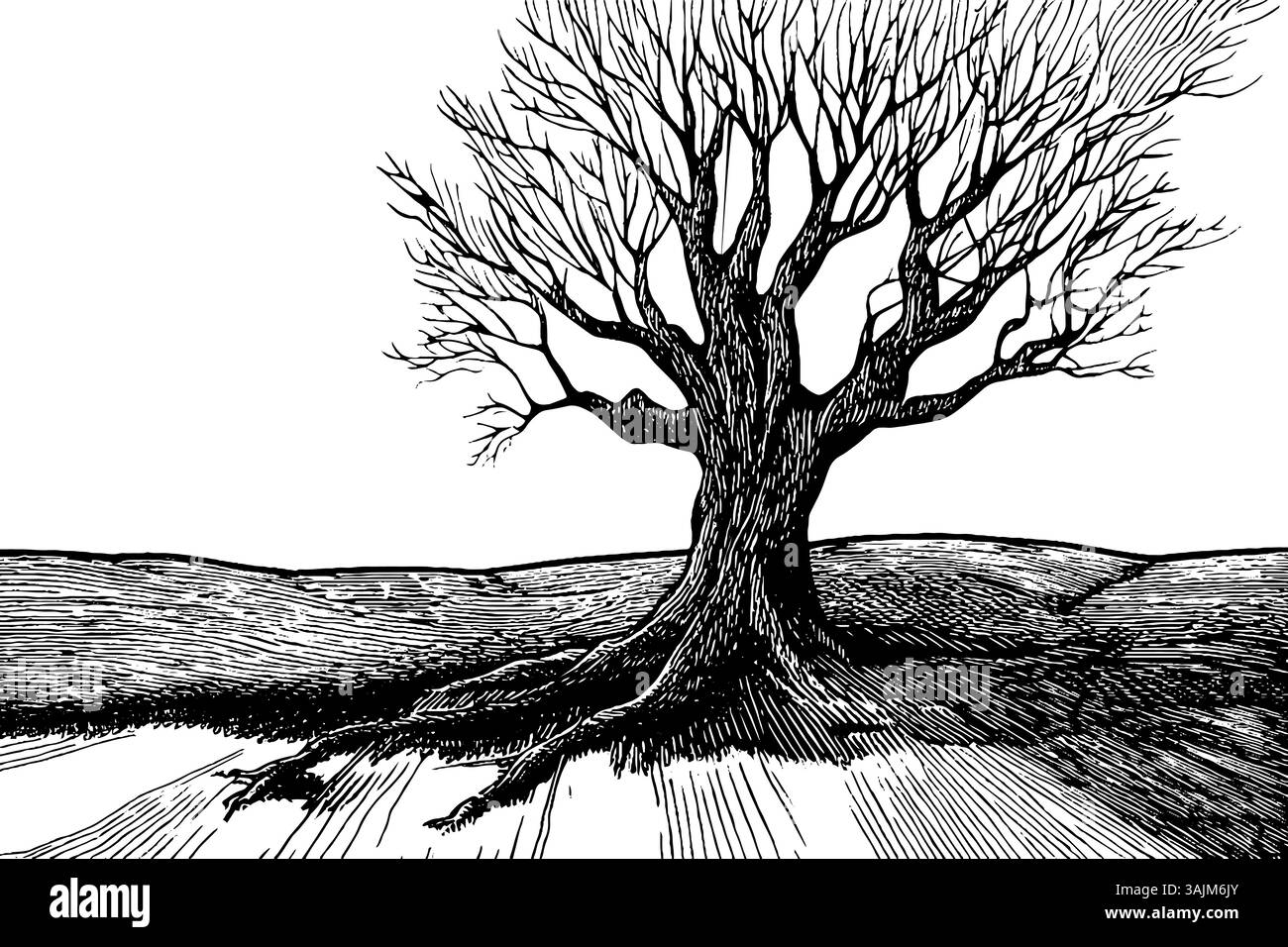 Etching tree roots Stock Vector Images - Alamy