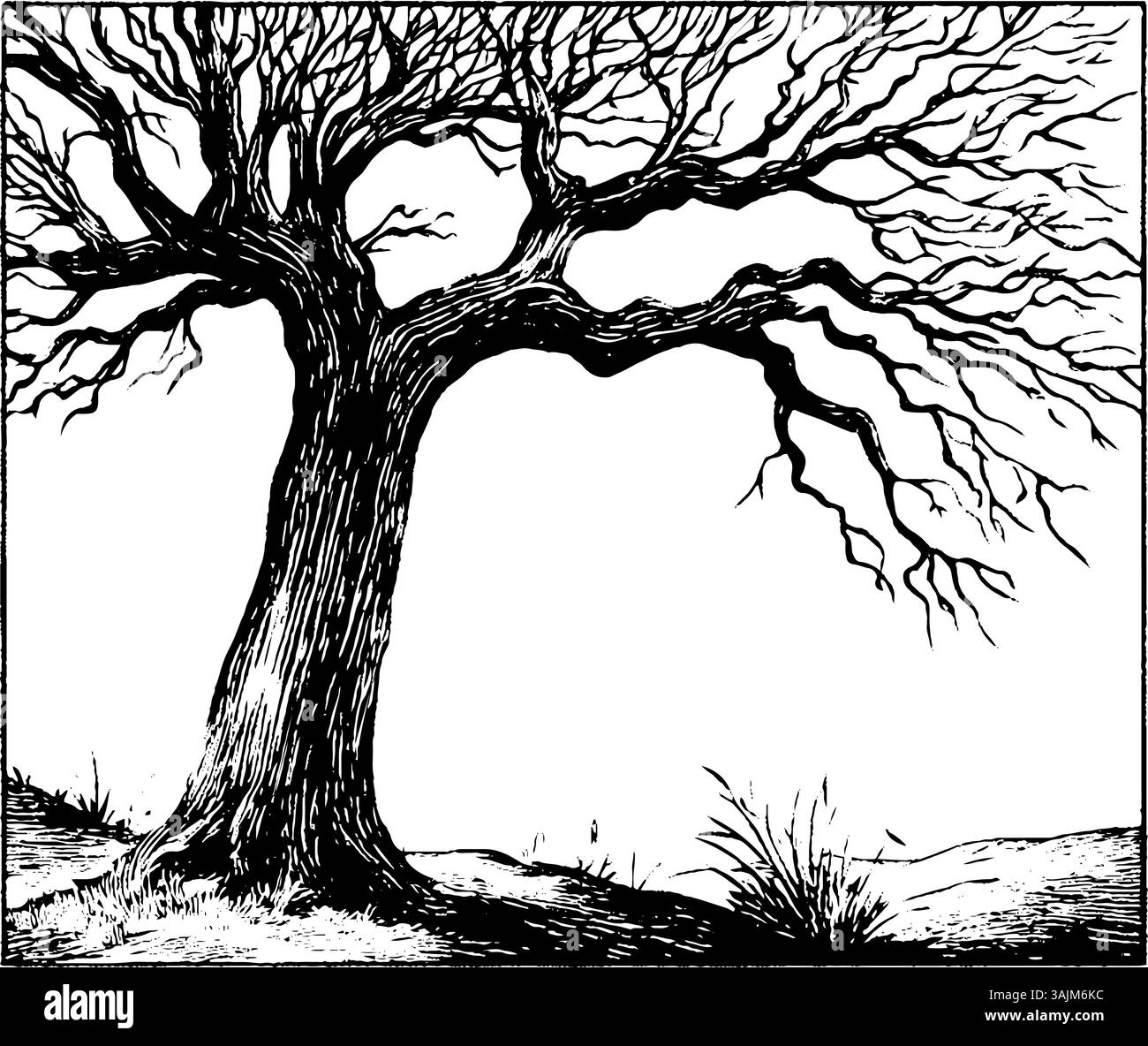 Tree gnarled branches Stock Vector Images - Alamy