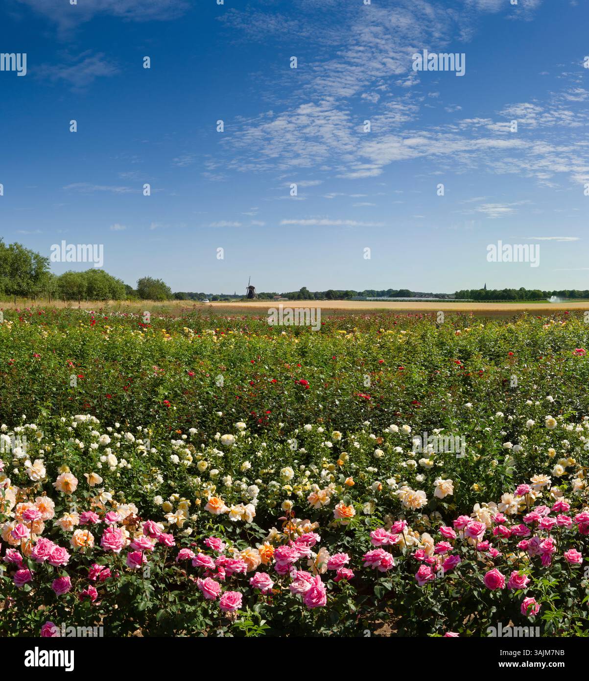 Rose nursery, Beesel, , Limburg, Netherlands, René van der Meer Stock ...