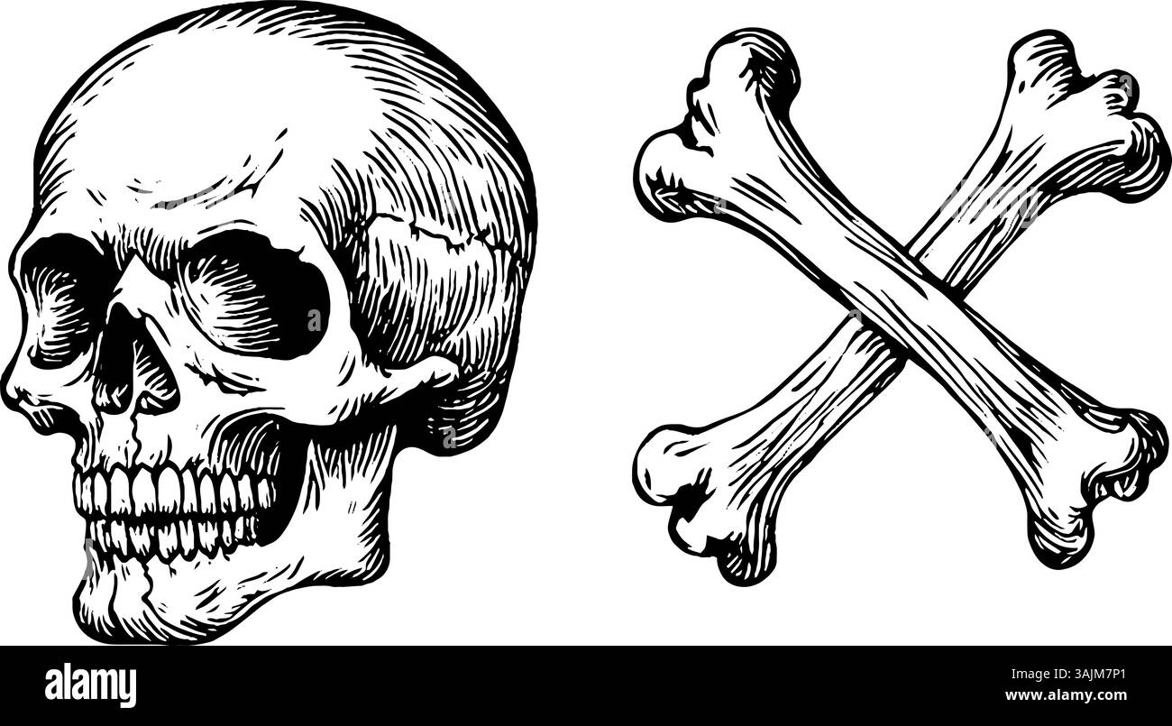 A detailed illustration of a human skull next to two crossed bones ...