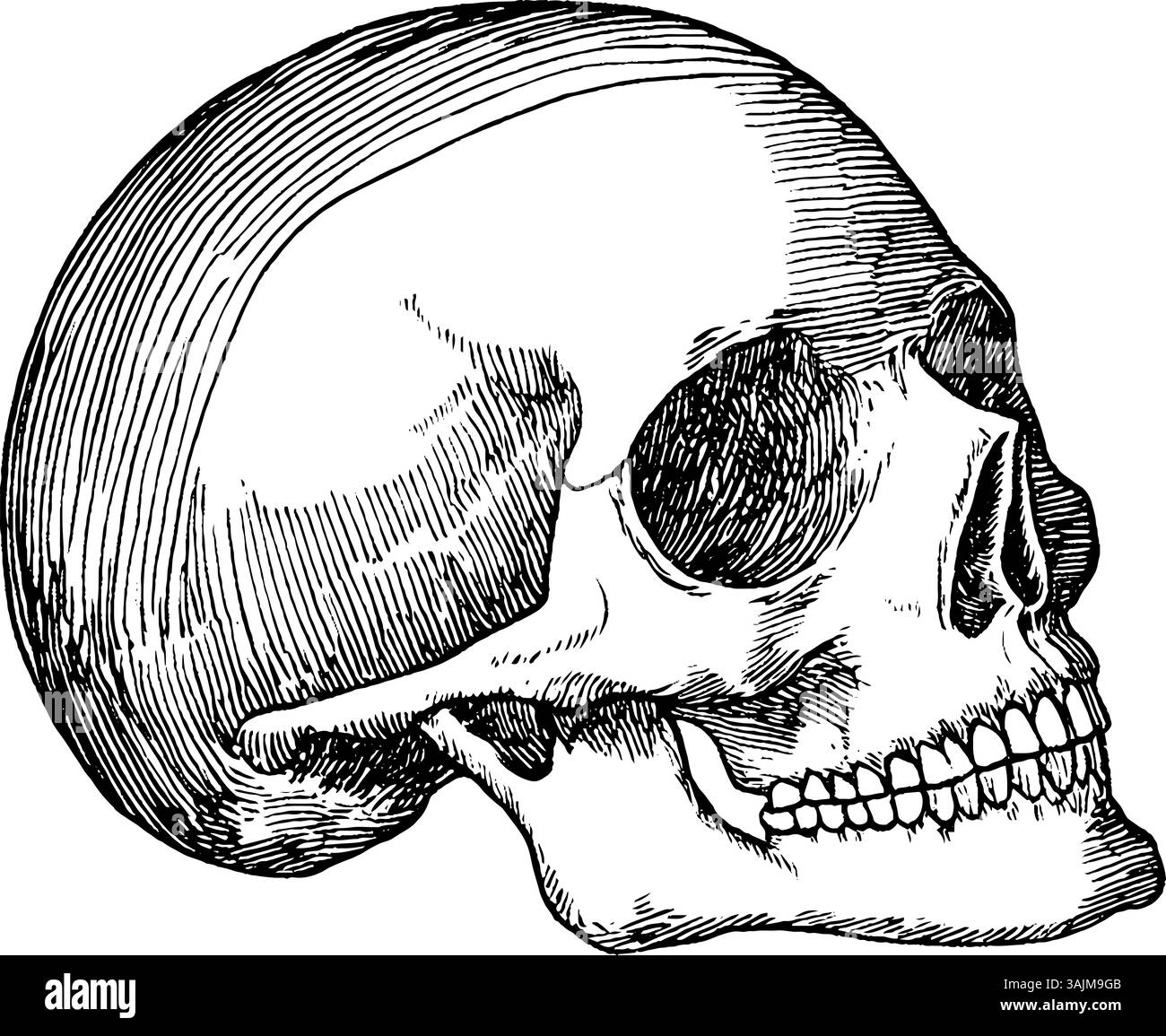 An intricately detailed illustration of a human skull in profile view ...