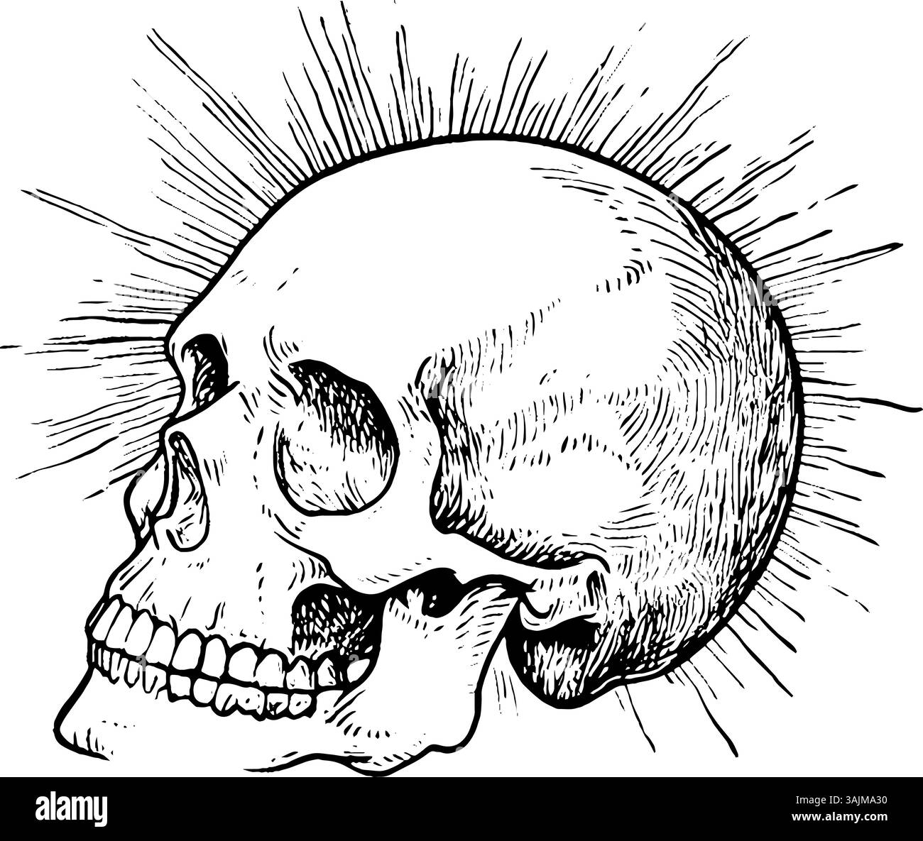 A detailed illustration of a human skull in profile view, with rays of ...