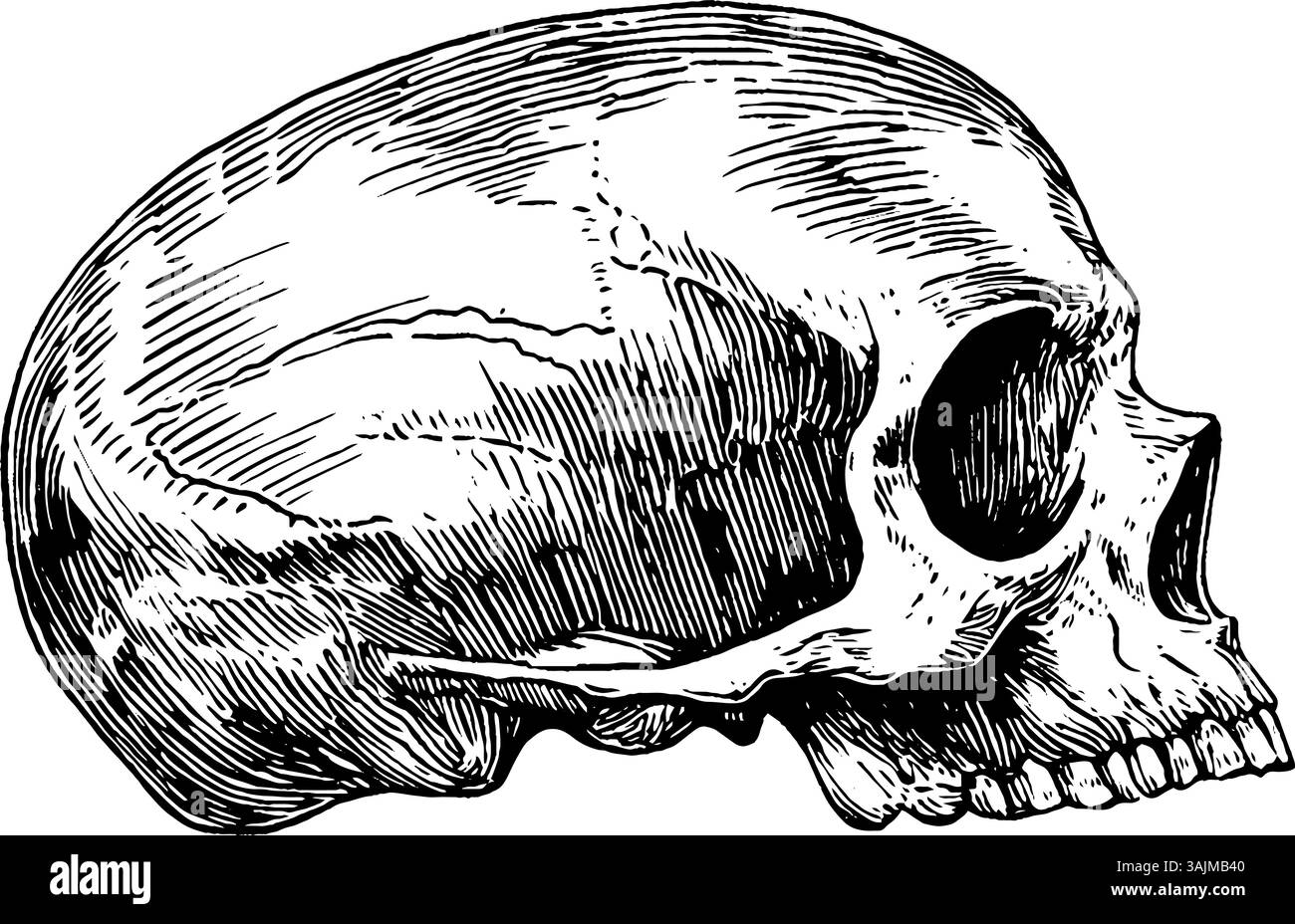 A detailed illustration of a human skull, showcasing its anatomical ...
