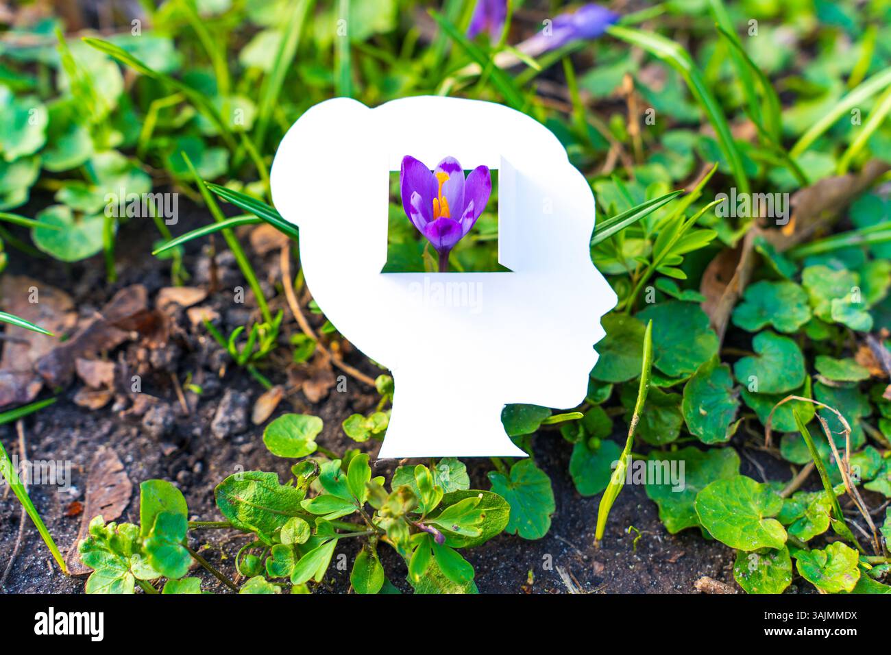 White paper cut-out of a female head silhouette showcases a crocus ...