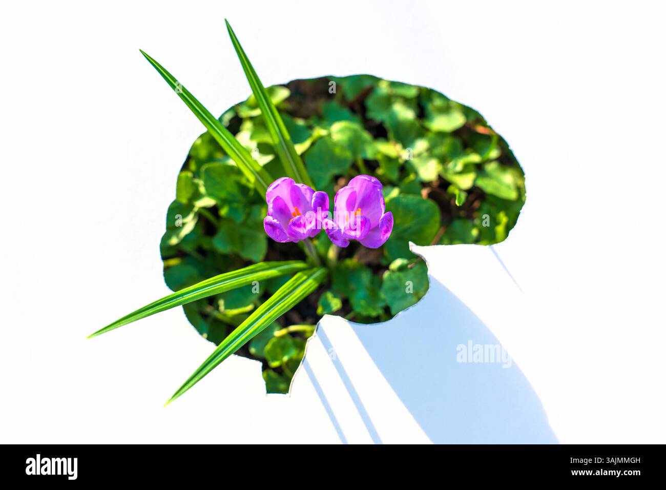 Two bright leaves in Cut Out Stock Images & Pictures - Alamy