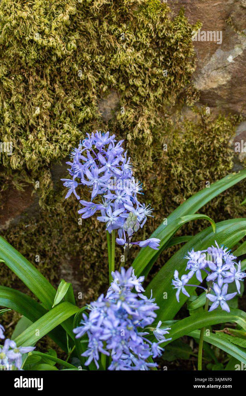 Endemic to mt taigetos hi-res stock photography and images - Alamy