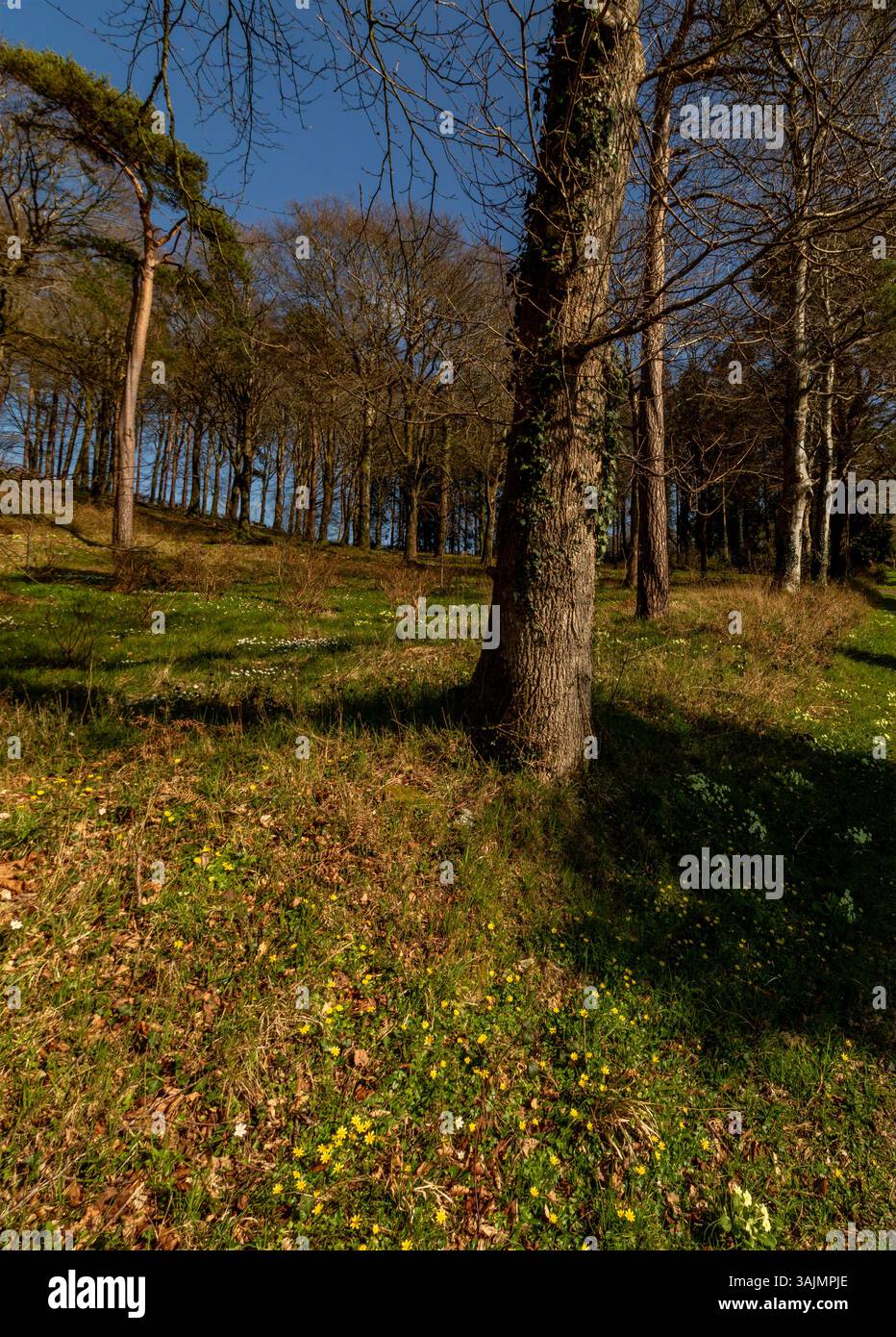 RHS Garden Rosemoor, botanical garden in North Devon, England.Alluring ...