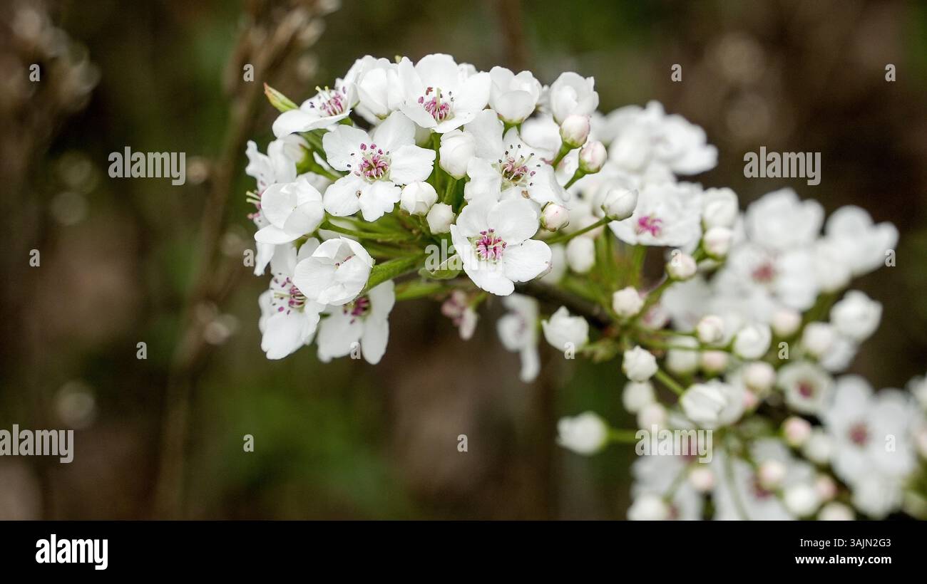 White flowering branch displays delicate blossoms and budding blooms in ...