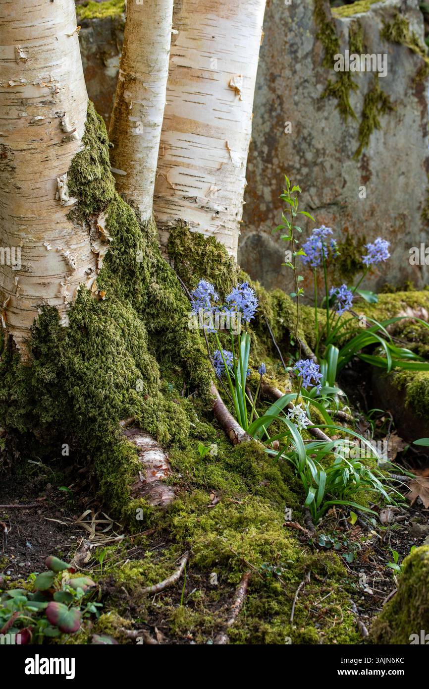RHS Garden Rosemoor, botanical garden in North Devon, England.Alluring ...