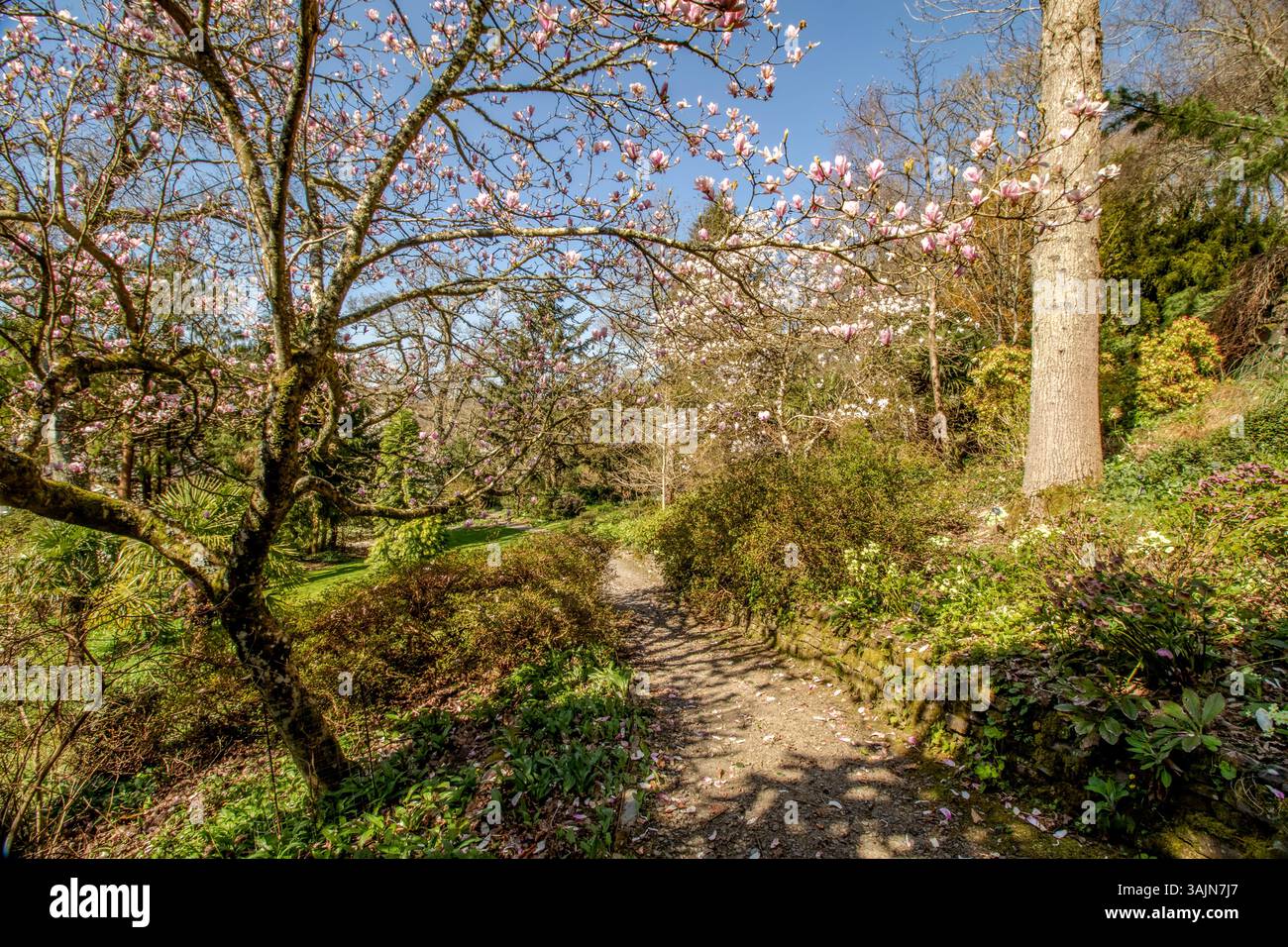 Vibrant Magnolia Stellata ‘King Rose’ / Magnolia x Soulangeane ...