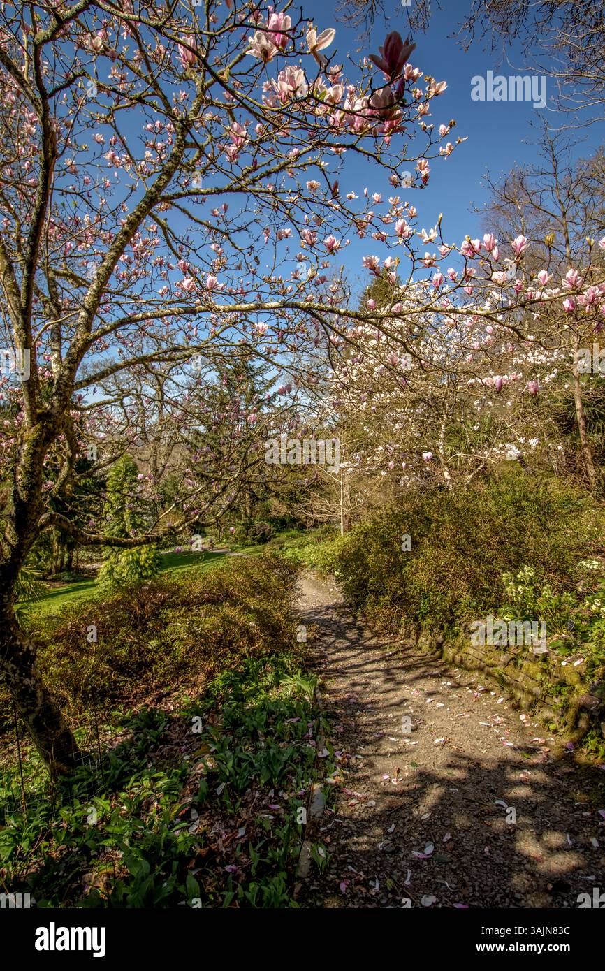 Vibrant Magnolia Stellata ‘King Rose’ / Magnolia x Soulangeane ...