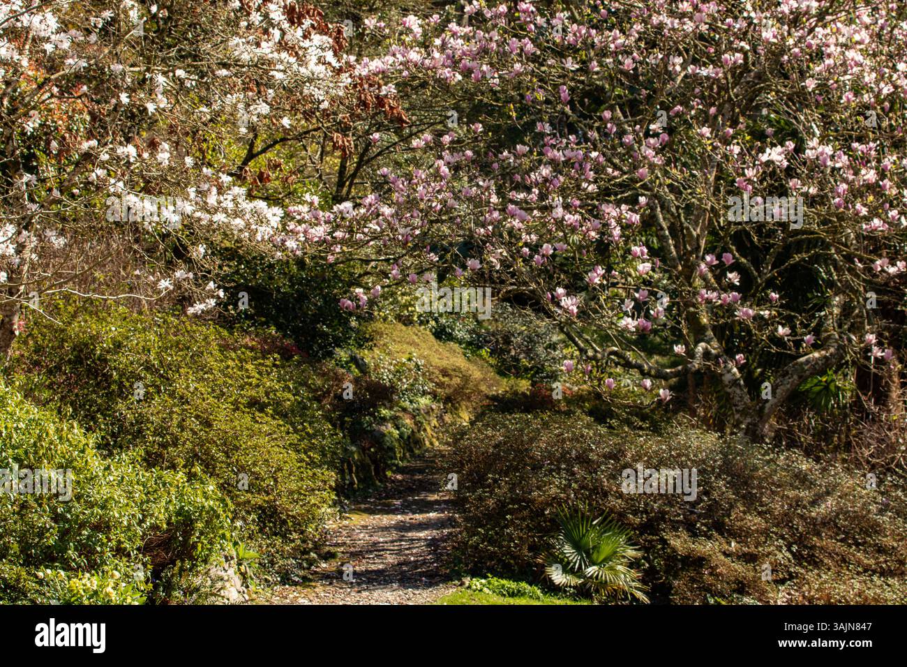 Vibrant Magnolia Stellata ‘King Rose’ / Magnolia x Soulangeane ...